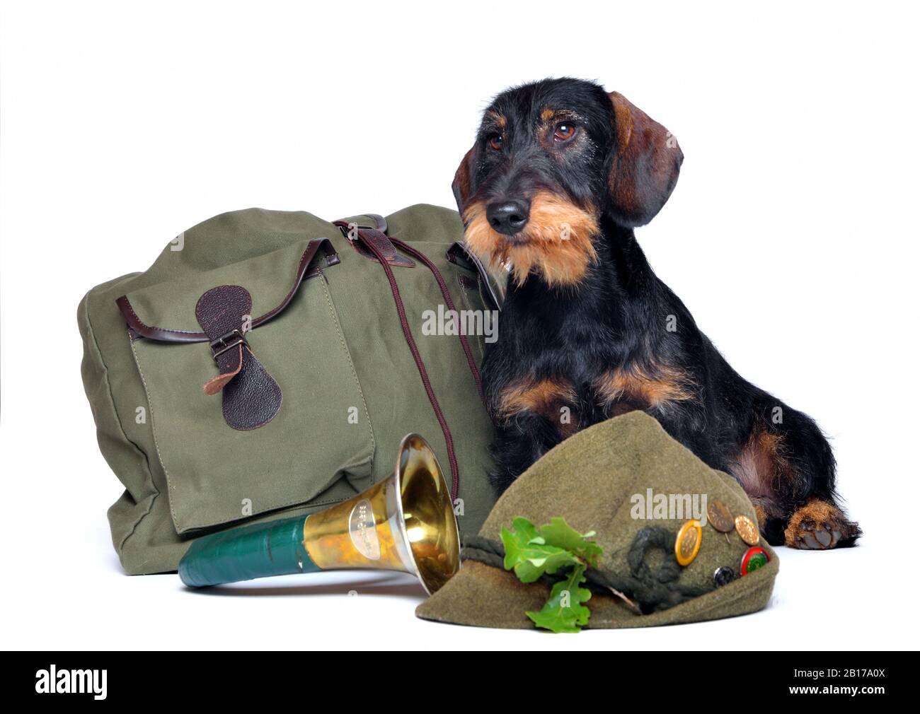 Wire-haired Dachshund, Wire-haired sausage dog, domestic dog (Canis ...