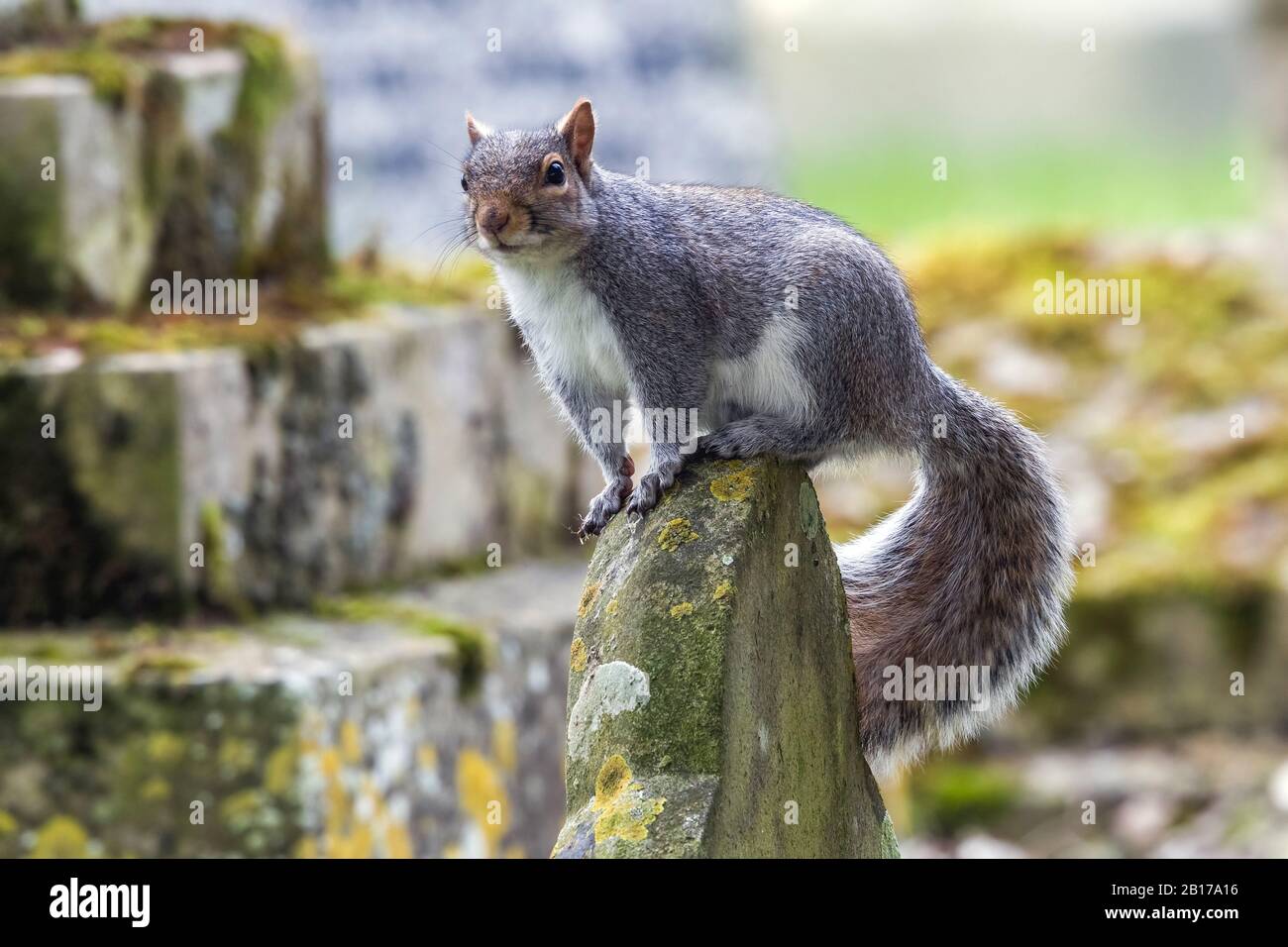 Eastern gray squirrel, Grey squirrel (Sciurus carolinensis), sitting on ...