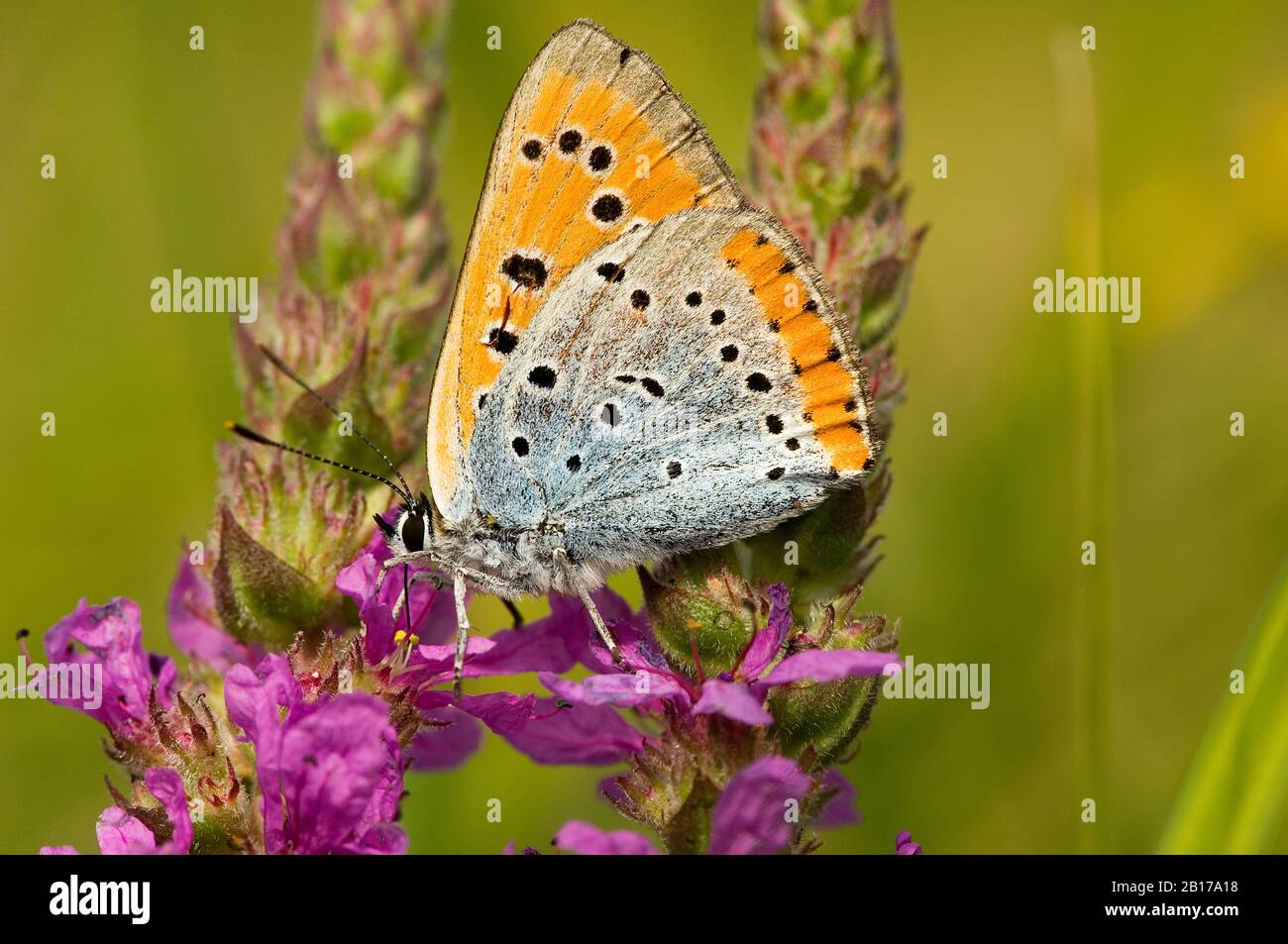 Dutch large copper (Lycaena dispar batava, Lycaena dispar batavus ...