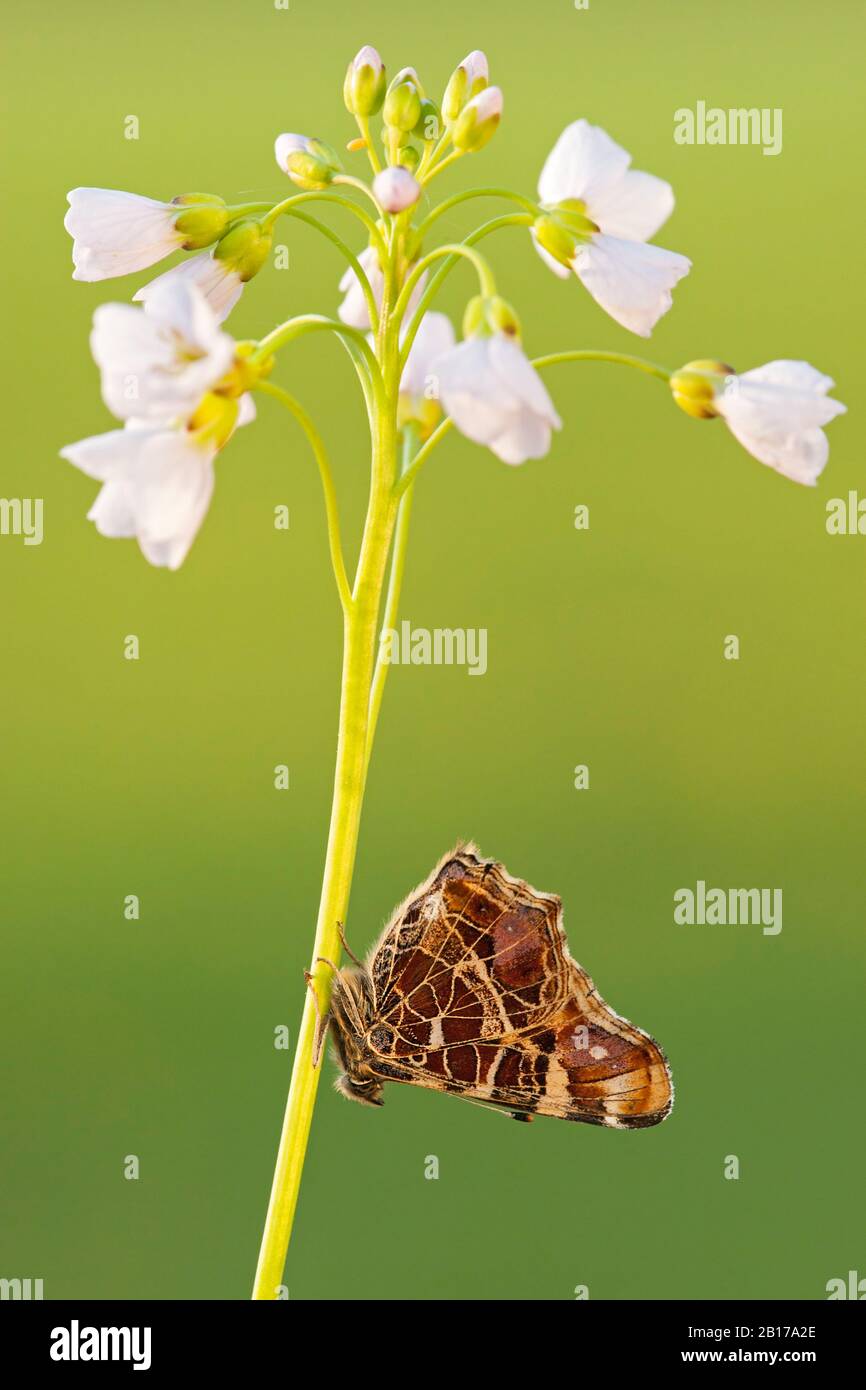 Butterflies underside map hi-res stock photography and images - Alamy