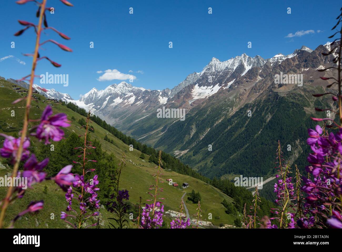 Fireweed, blooming sally, Rosebay willow-herb, Great willow-herb ...