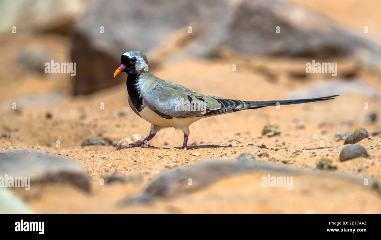 namaqua dove (Oena capensis capensis), male perching on the ground ...