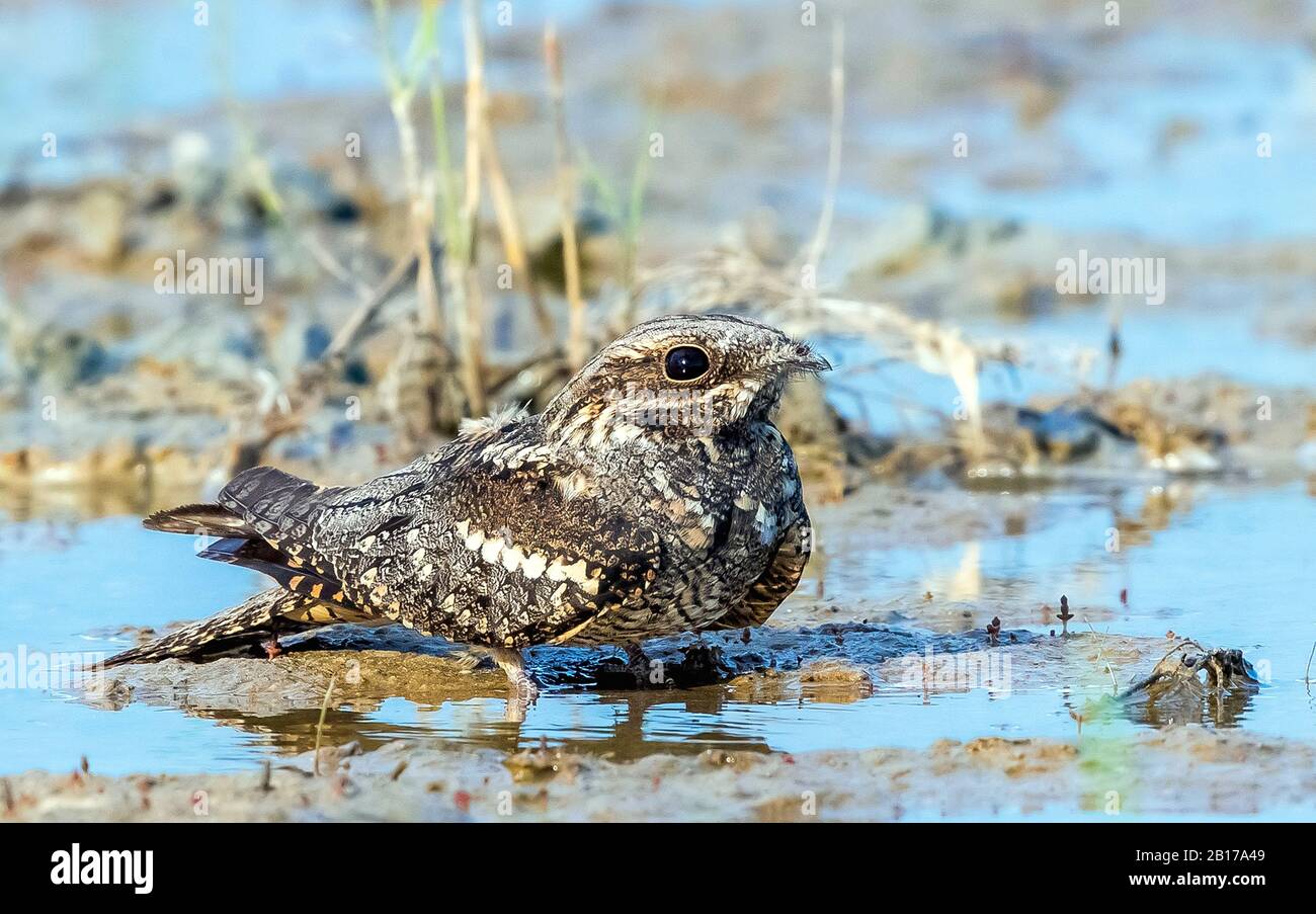 Sibirian nightjar (Caprimulgus europaeus sarudnyi, Caprimulgus sarudnyi ...