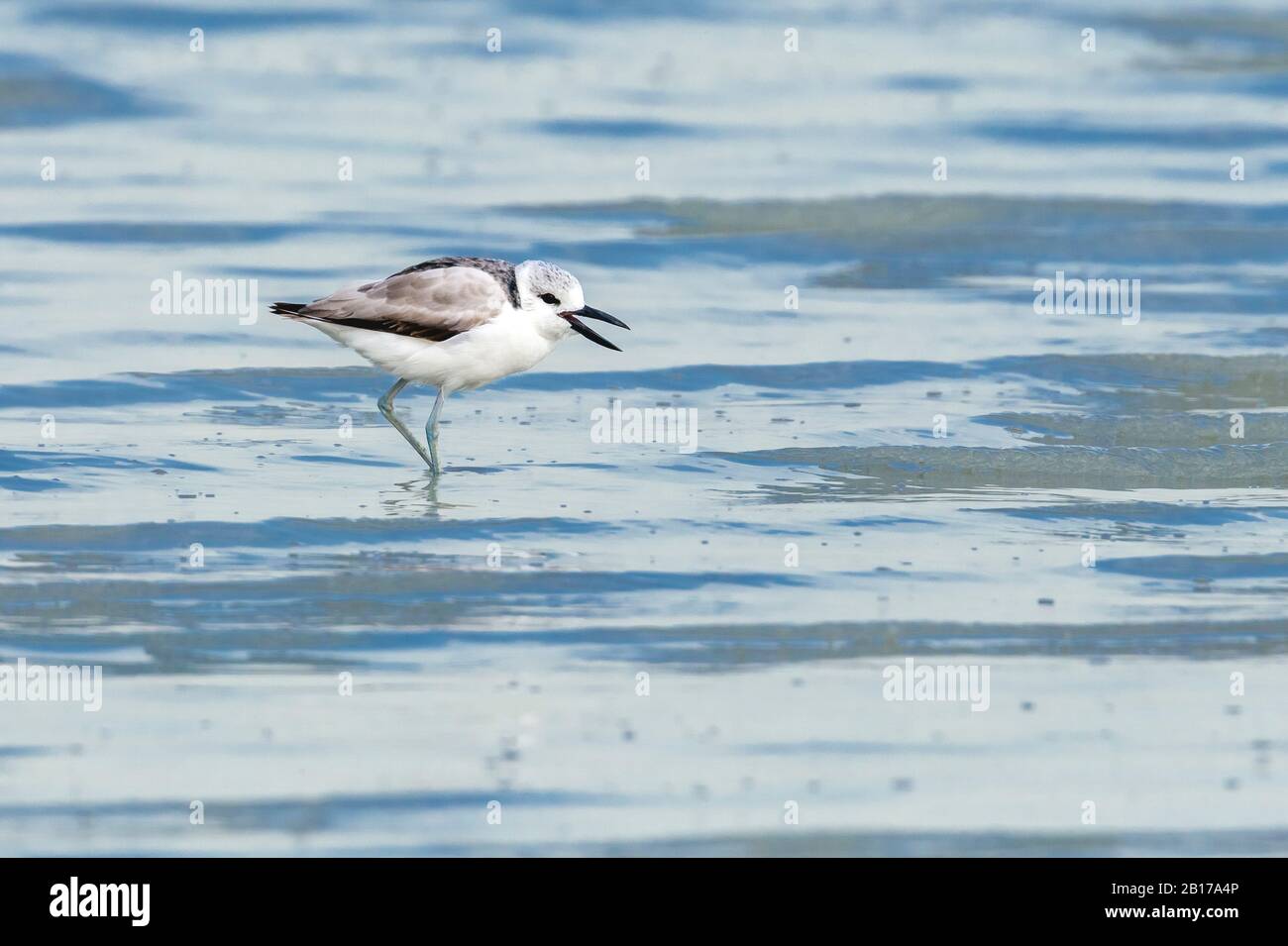 crab plover (Dromas ardeola), juvenile in the mud of Sulaibikhat ...