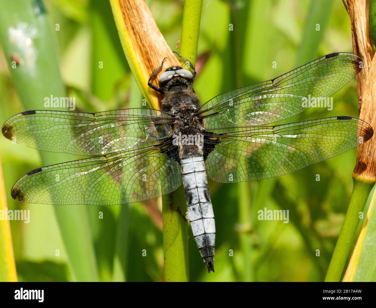 scarce chaser dragonfly, scarce libellula (Libellula fulva), male ...