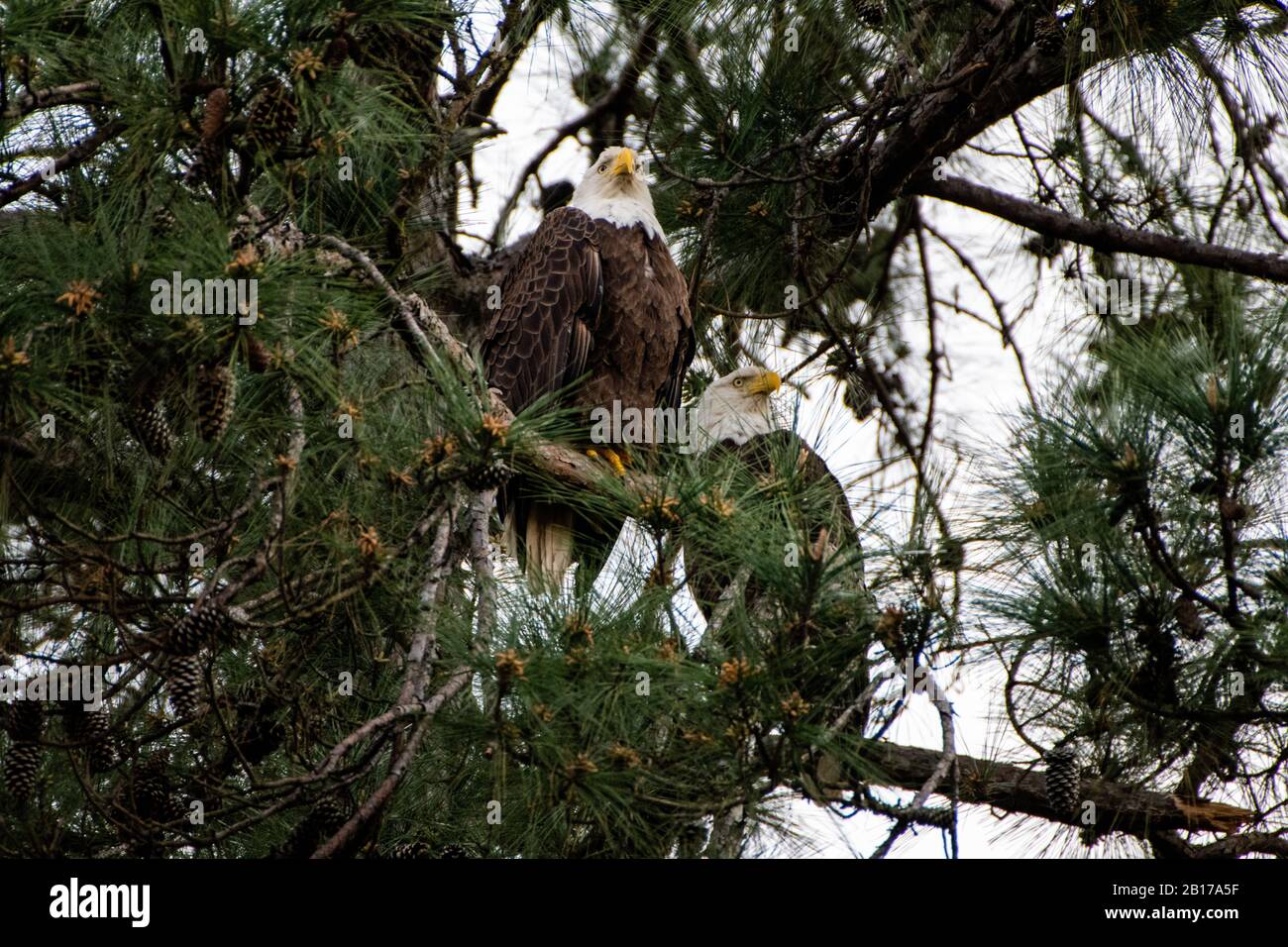 Bald eagle lookout hi-res stock photography and images - Alamy