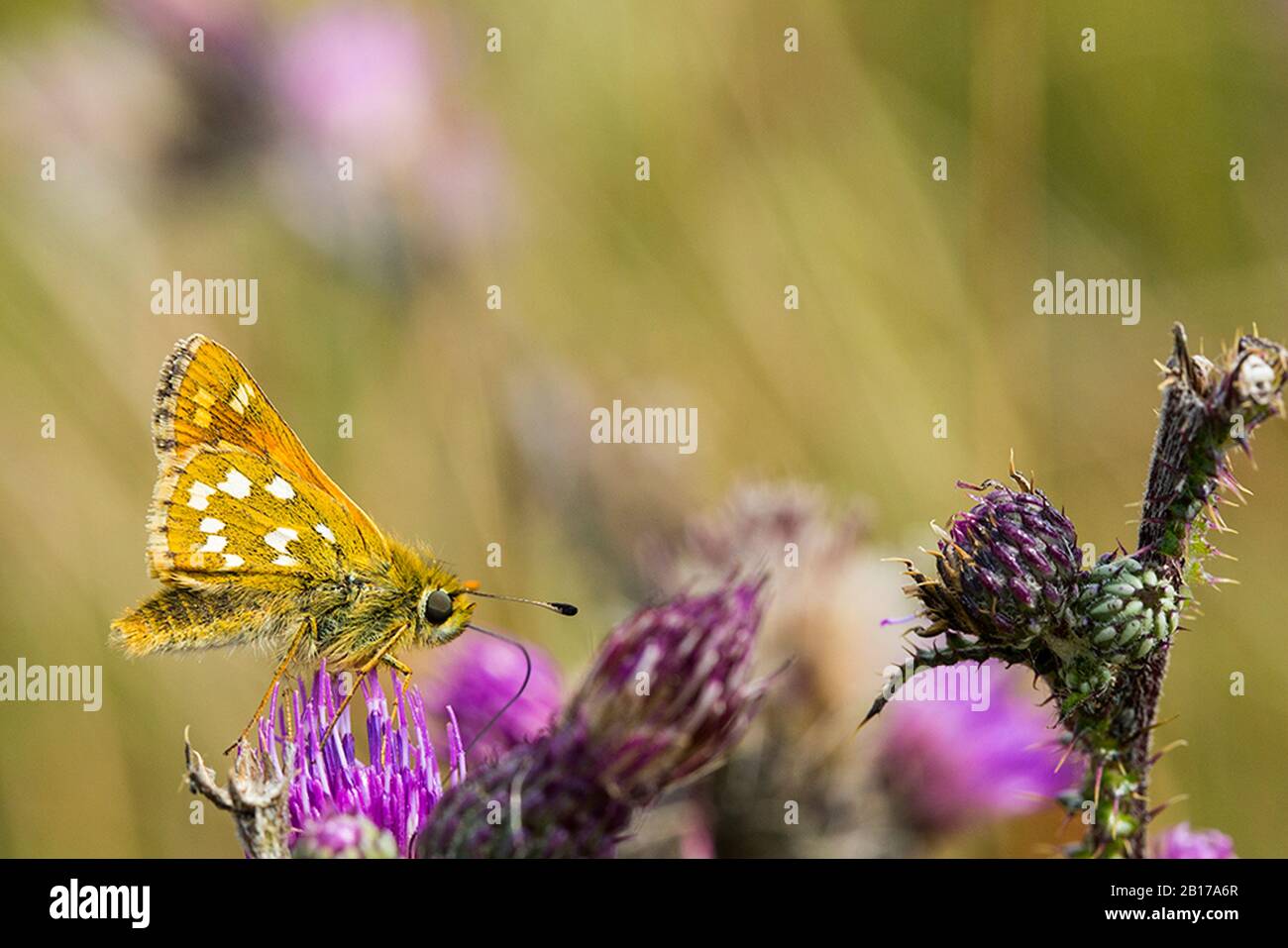 Silver-spotted skipper, Common branded skipper, Holarctic grass skipper ...