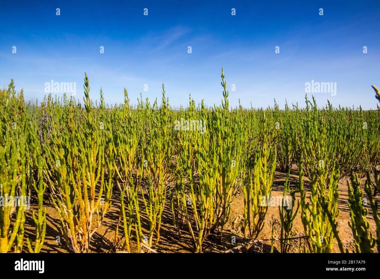 Long-spiked Glasswort (Salicornia procumbens), in the wadden sea ...