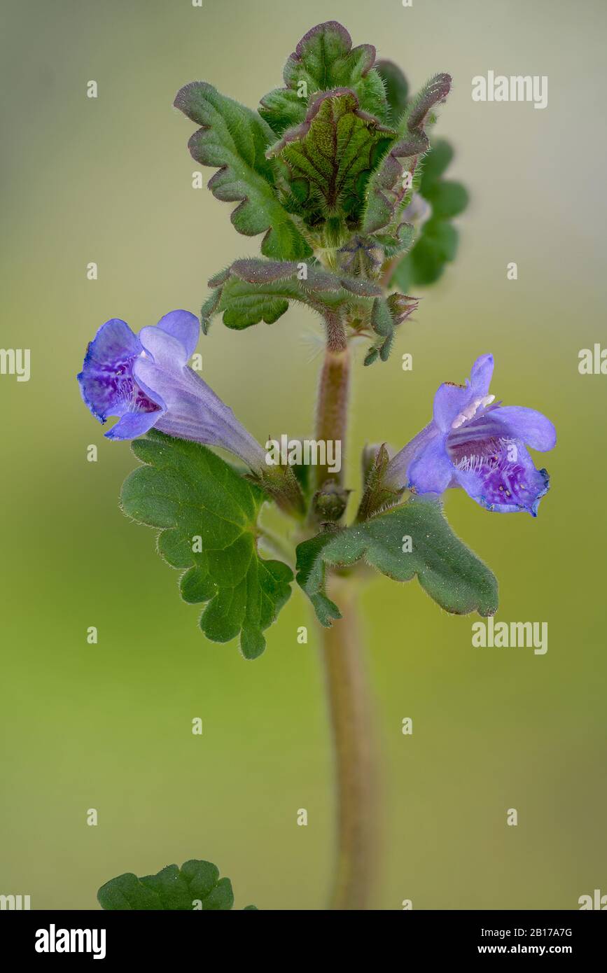 gill-over-the-ground, ground ivy (Glechoma hederacea), blooming ...