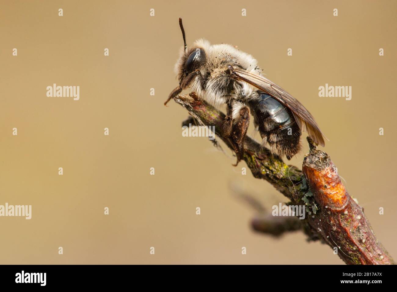 Side view bee hi-res stock photography and images - Alamy