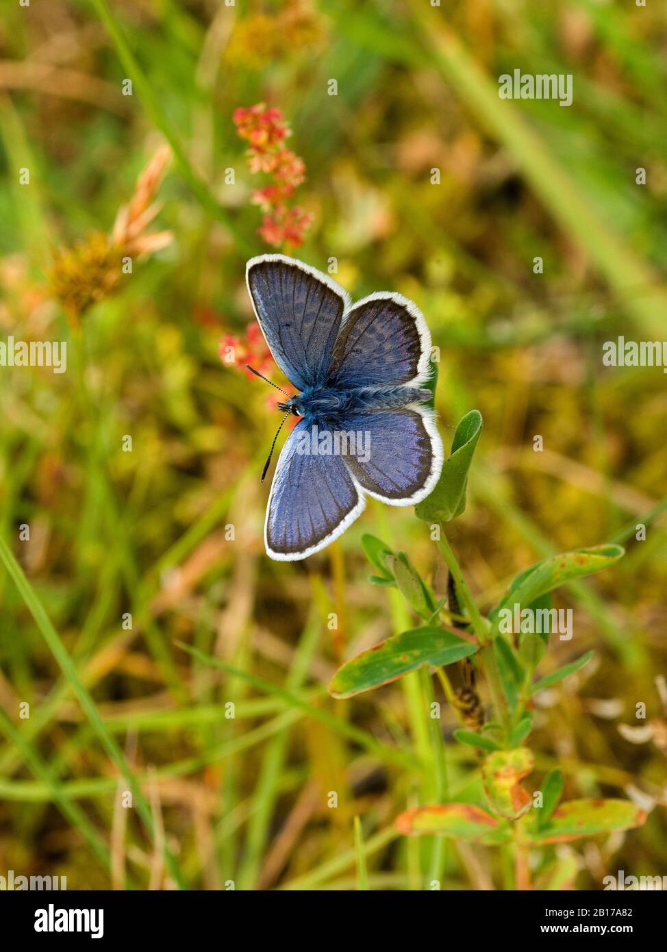 Silver-studded blue (Plebejus argus, Plebeius argus), sits on a stem ...