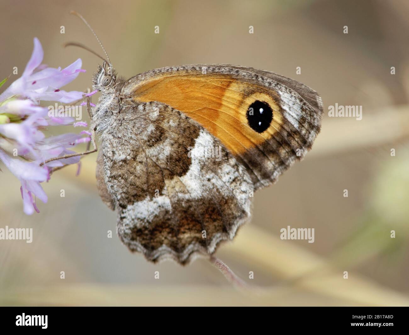 Pyronia cecilia hi-res stock photography and images - Alamy