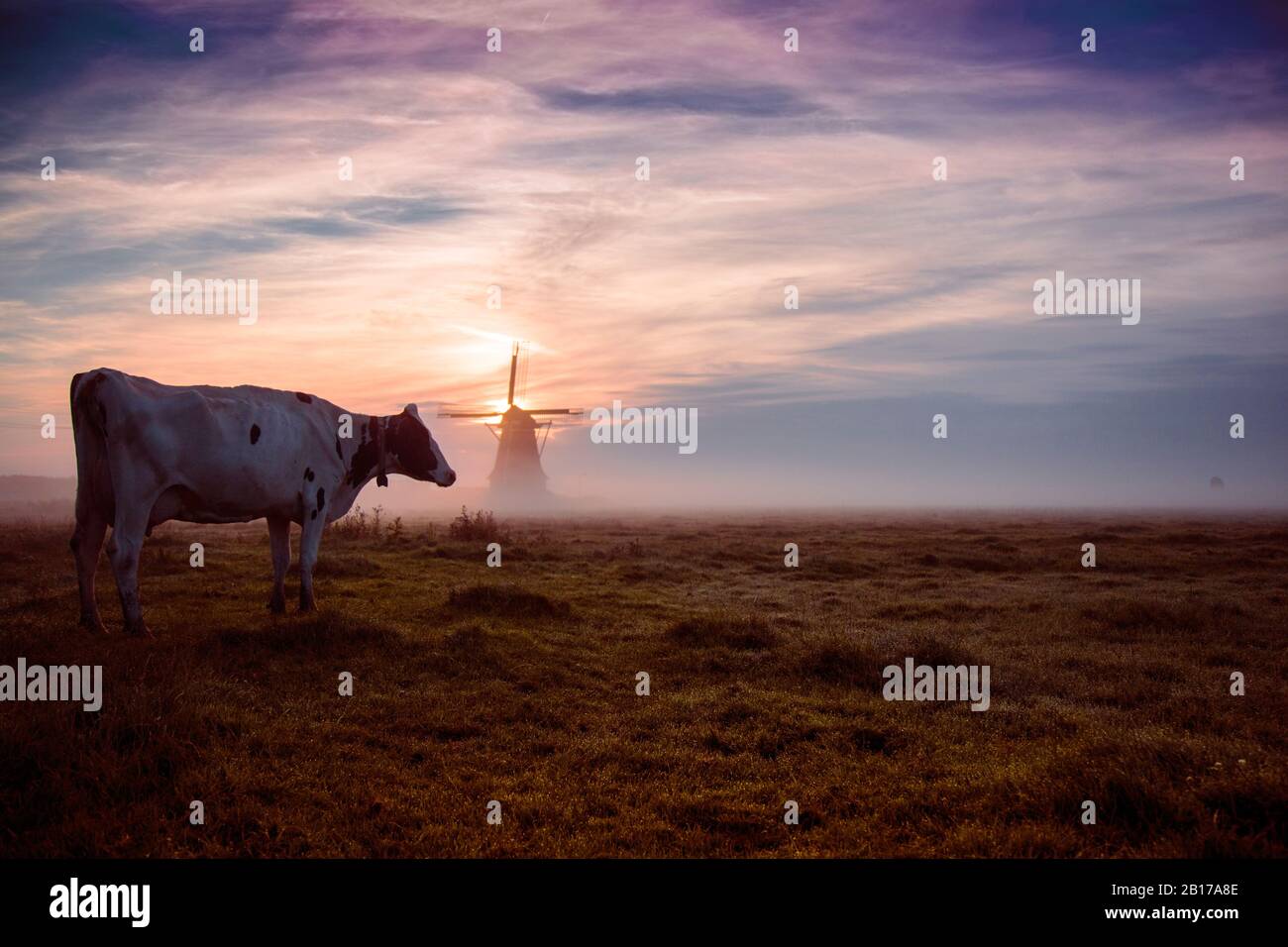 cow and Hempenserpoldermolen smock mill in morning fog, Netherlands ...