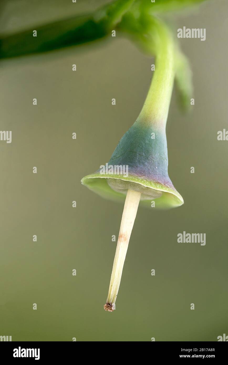 dwarf bilberry, blueberry, huckleberry, low billberry (Vaccinium ...