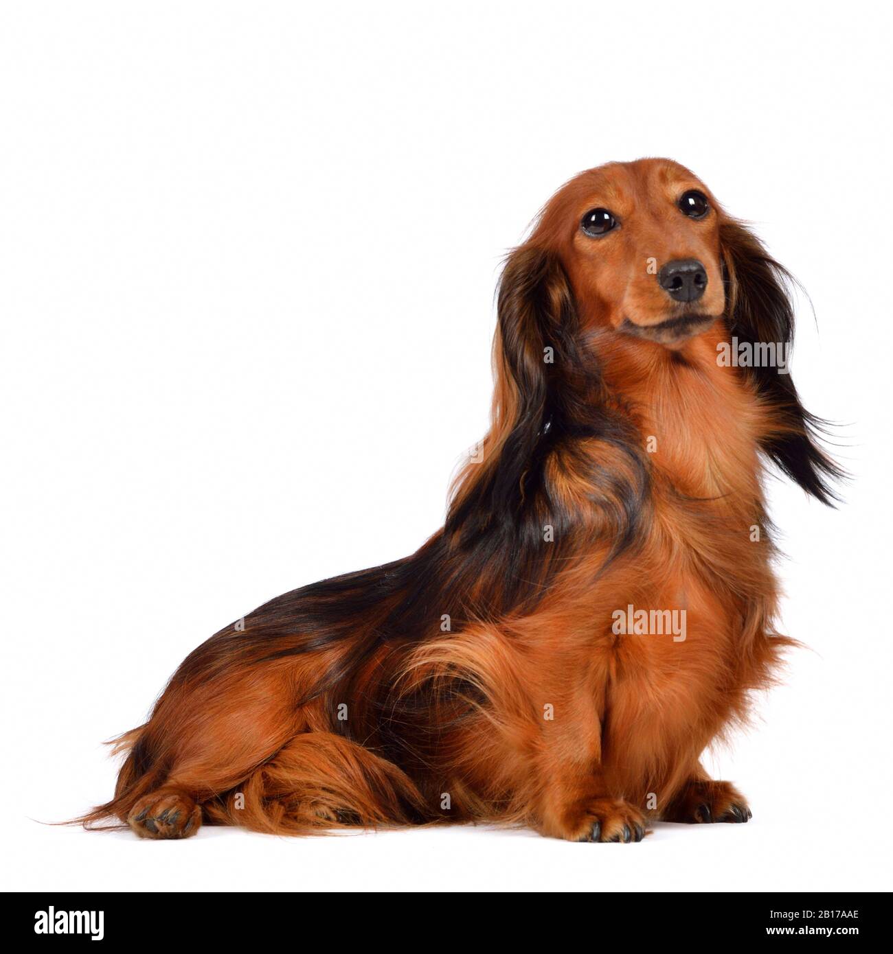 Long-haired Dachshund, Long-haired sausage dog, domestic dog (Canis ...