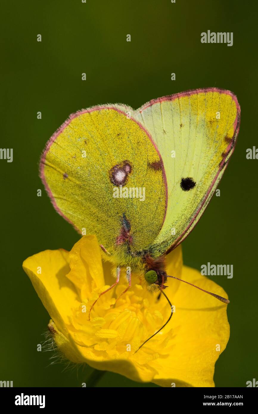 Berger's clouded yellow (Colias australis, Colias alfacariensis), male ...