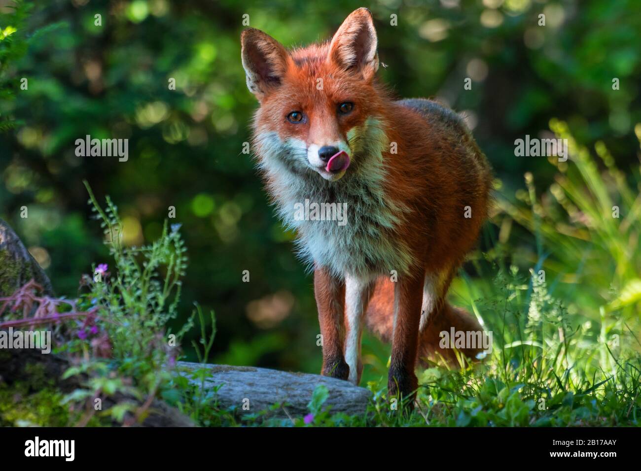 red fox (Vulpes vulpes), licking its muzzle, front view, Switzerland ...