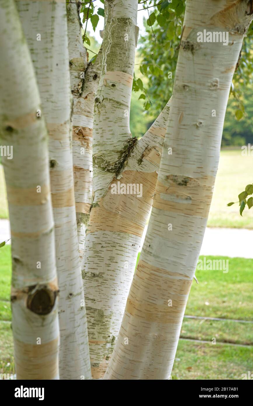 Downy birch, White Barked Himalayan Birch (Betula utilis 'Doorenbos ...