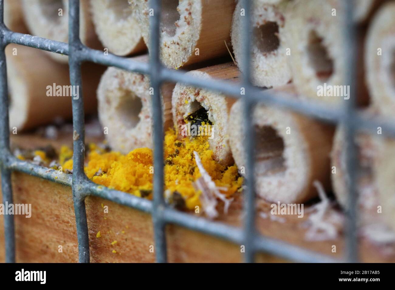 Scissor bees hi-res stock photography and images - Alamy