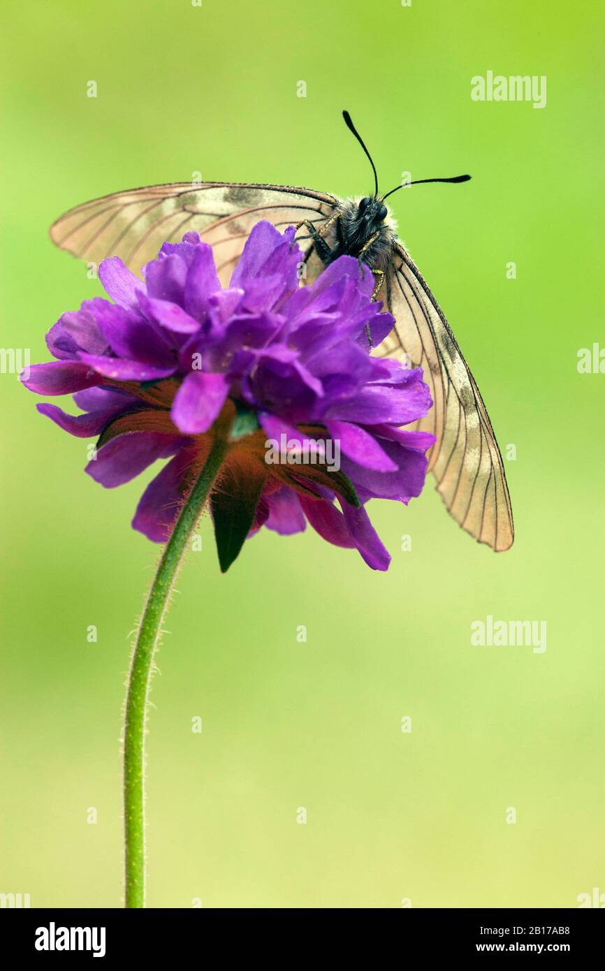 clouded apollo, black apollo (Parnassius mnemosyne), sits on a flower ...