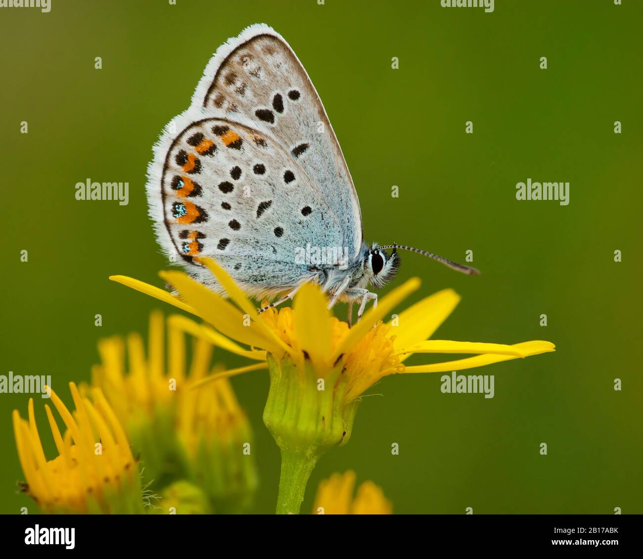Silver groundsel hi-res stock photography and images - Alamy