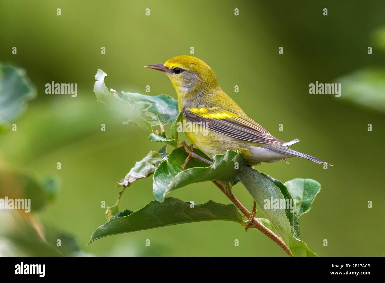 Golden-winged warbler x blue-winged warbler (Vermivora chrysoptera x Vermivora cyanoptera ...