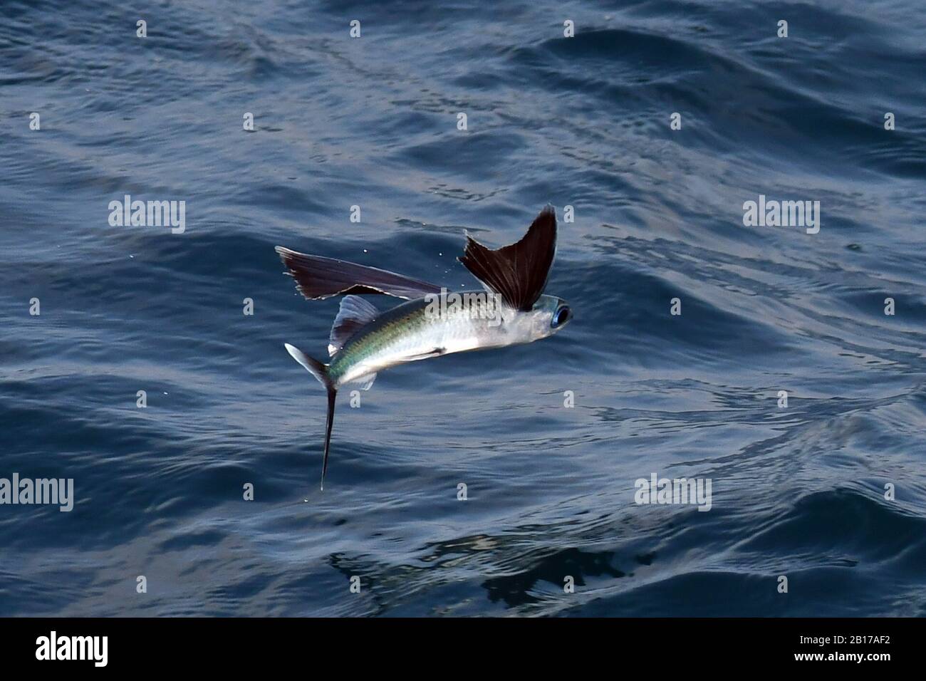 Flying fish species taking off from the ocean surface, Atlantic Ocean ...