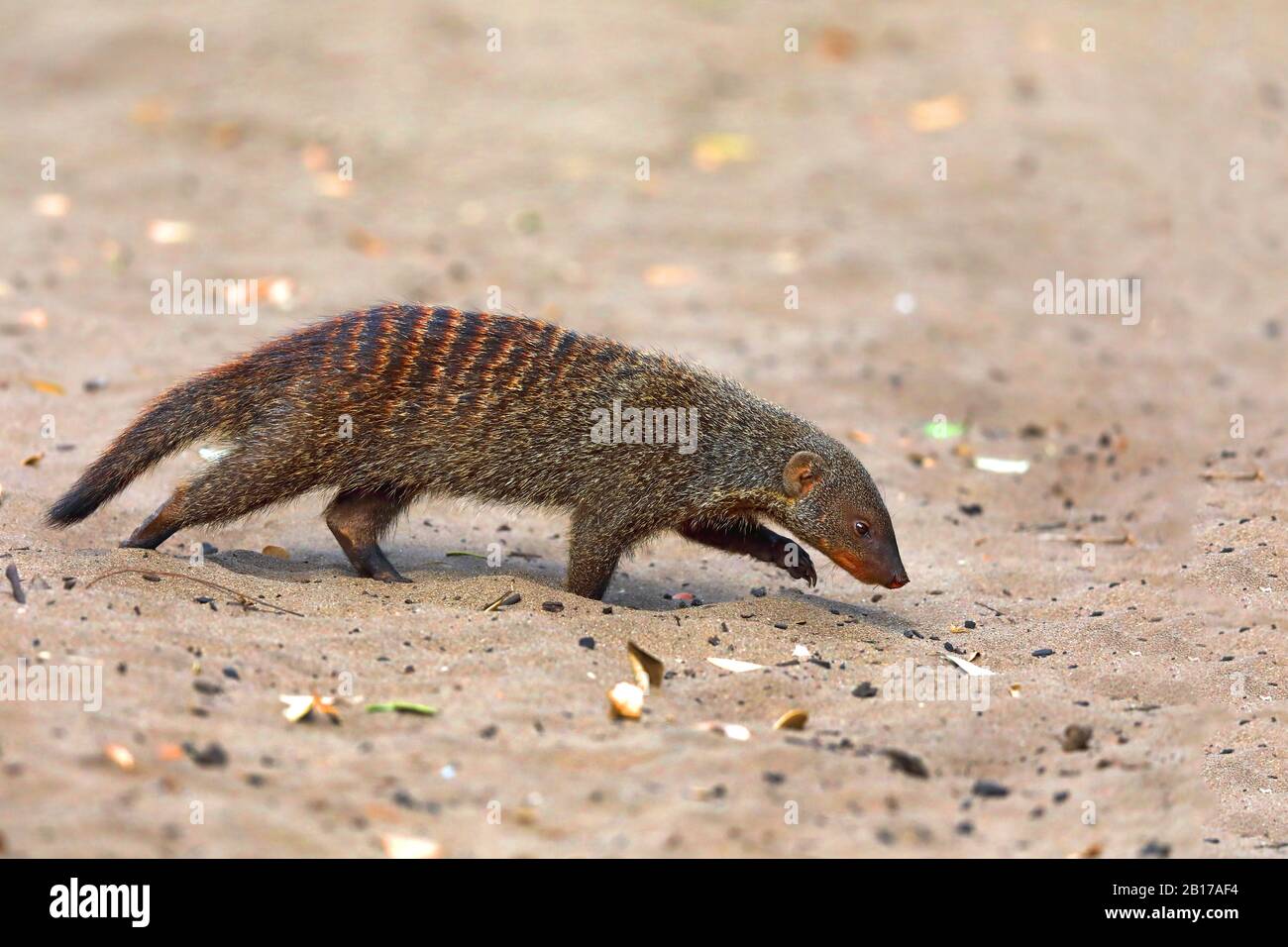 banded mongoose, zebra mongoose (Mungos mungo), walks over sandy ground ...