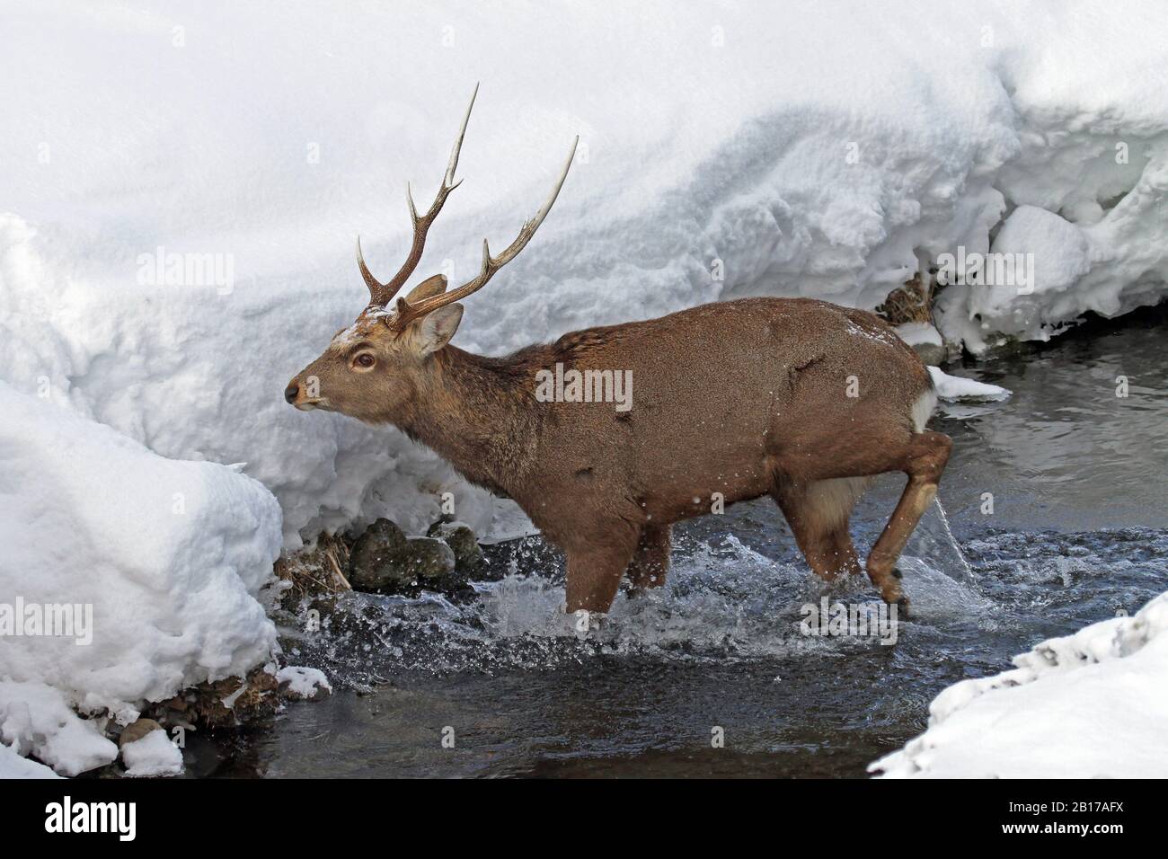 Sika stag winter coat hi-res stock photography and images - Alamy