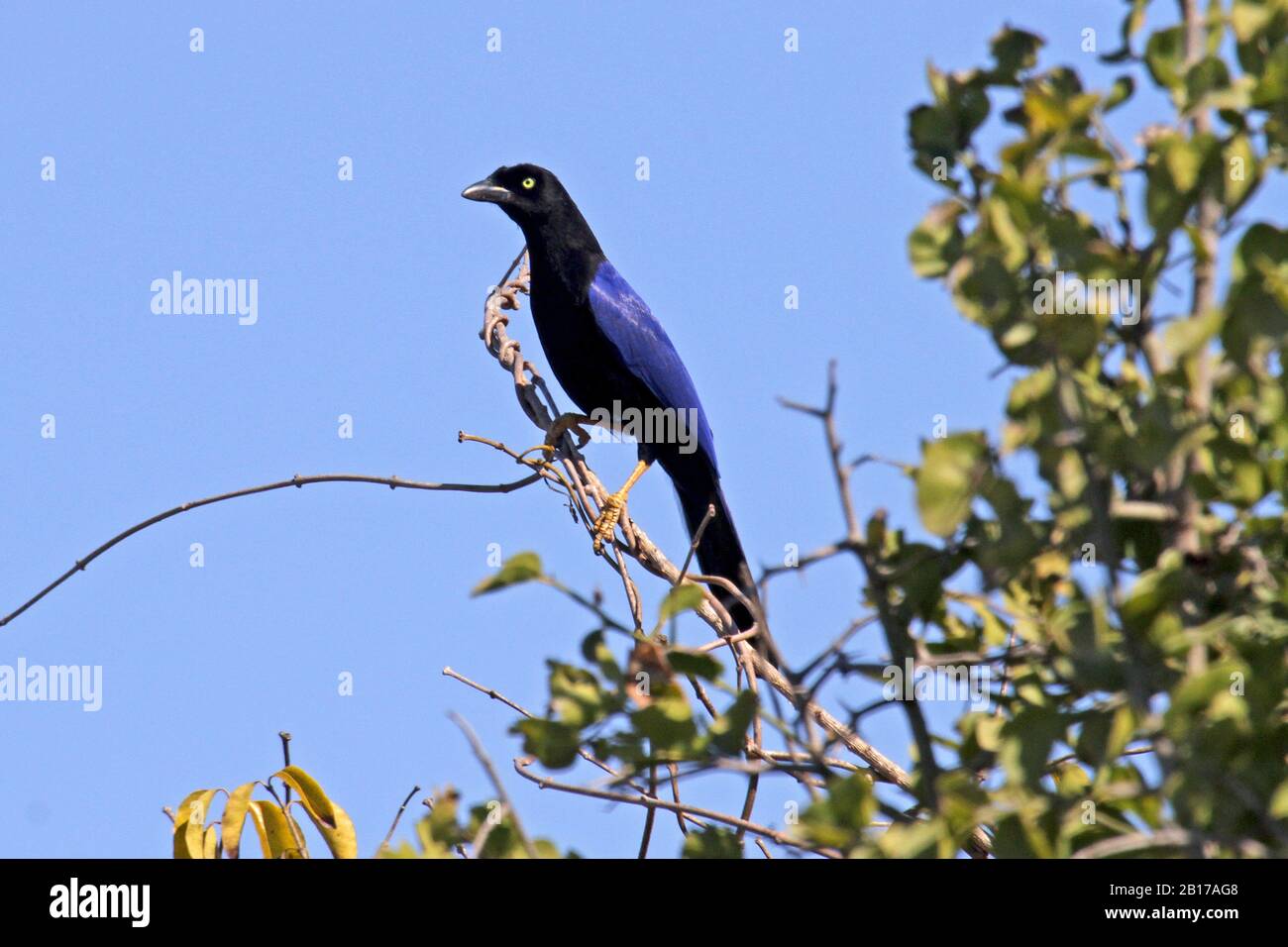 Pacific coastal lowlands hi-res stock photography and images - Alamy