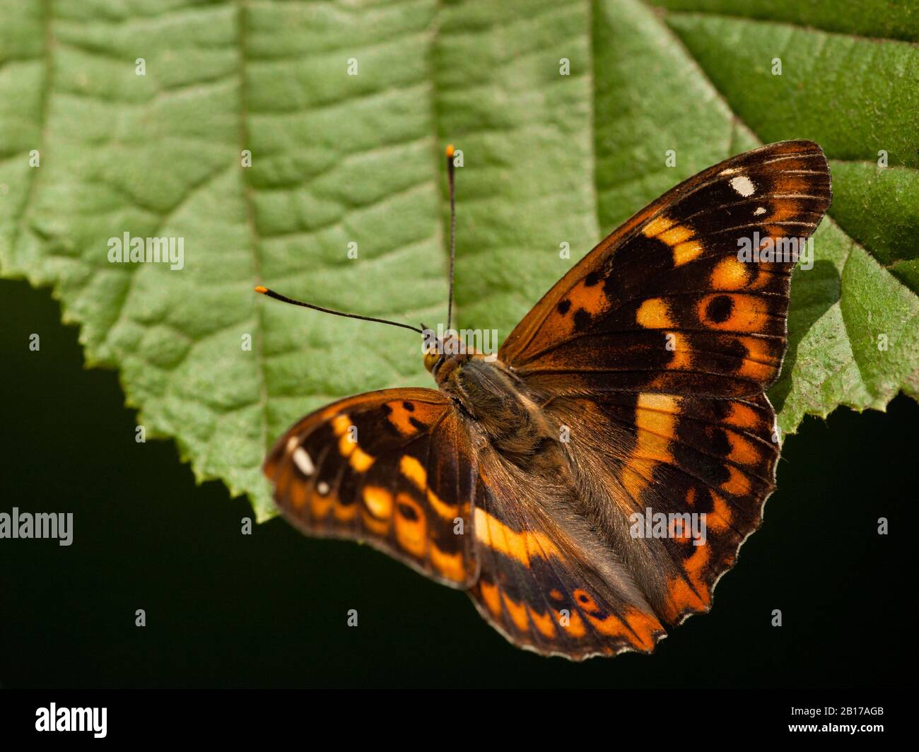 Lesser Purple Emperor (Apatura ilia f. clytie, Apatura barcina clytie ...