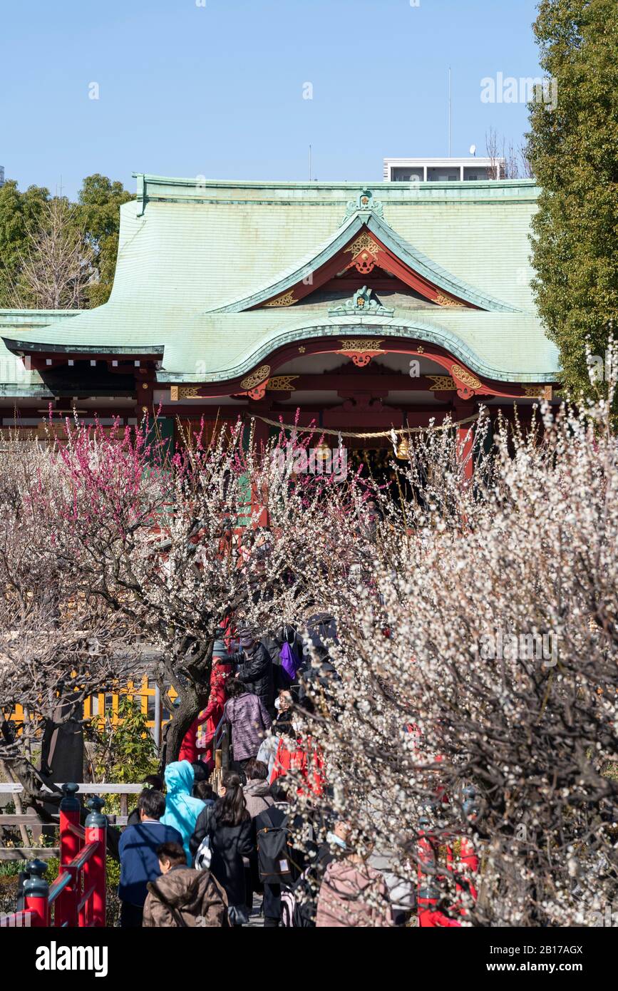 Kameido Tenjinsha Ume Festival, Koto-Ku, Tokyo, Japan Stock Photo - Alamy