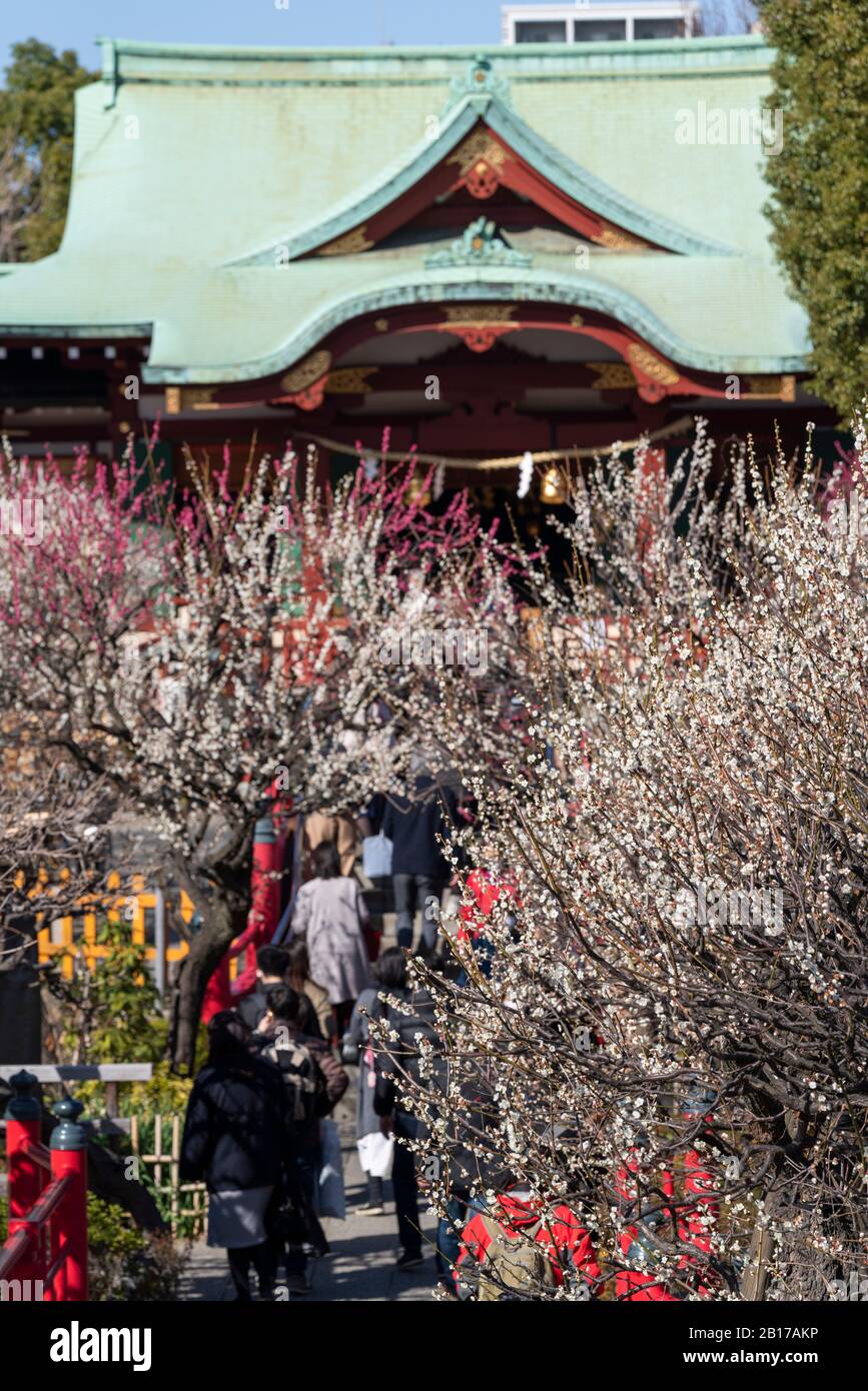 Kameido Tenjinsha Ume Festival, Koto-Ku, Tokyo, Japan Stock Photo - Alamy