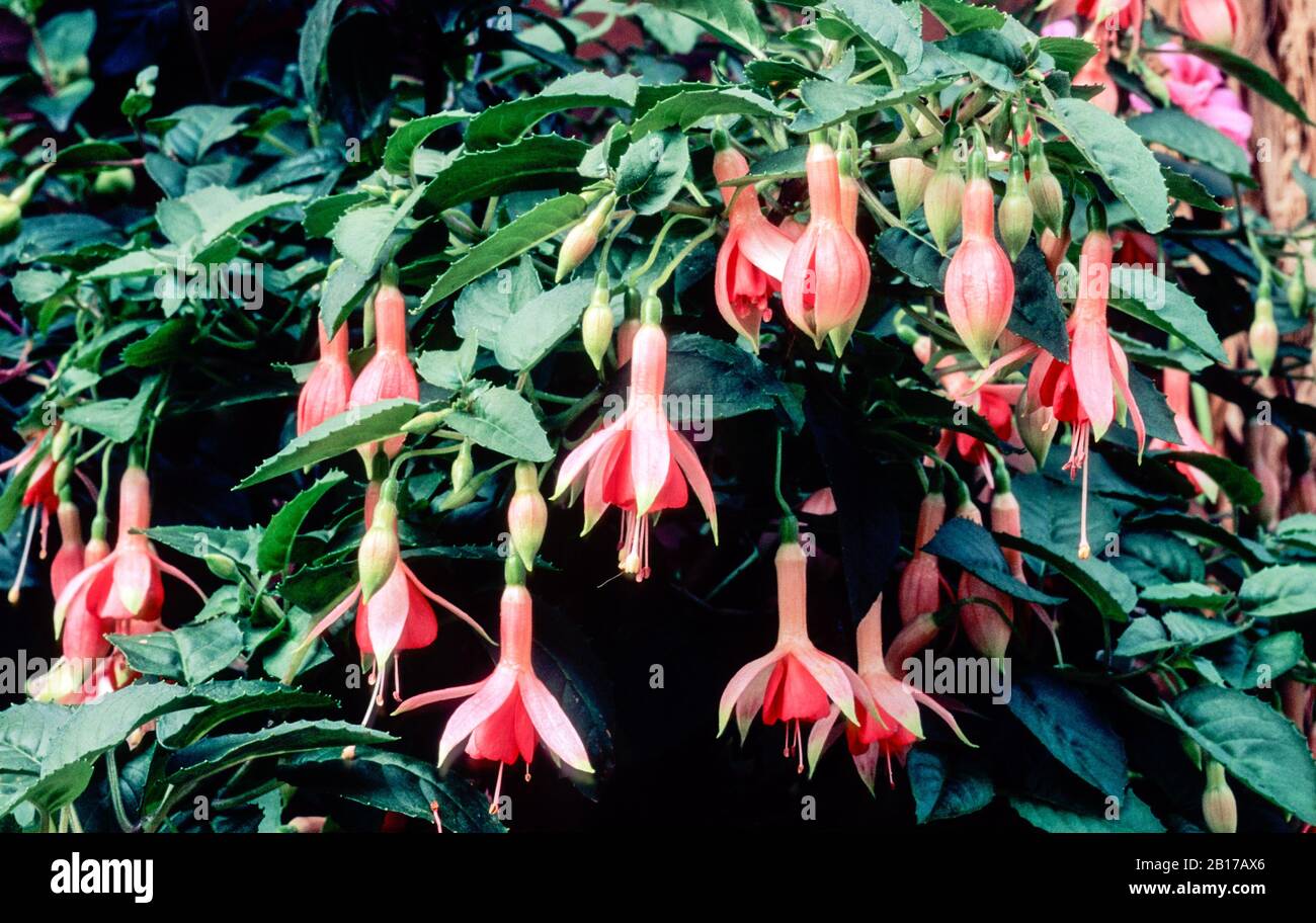 Fuchsia Orange Crystal is a deciduous bush fuchsia that has orange ...