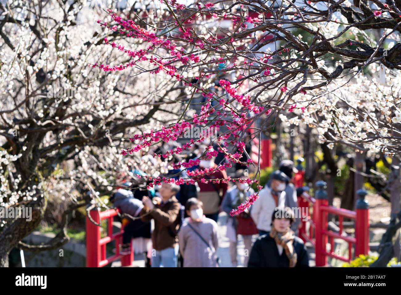 Kameido Tenjinsha Ume Festival Koto Ku Tokyo Japan Stock Photo Alamy