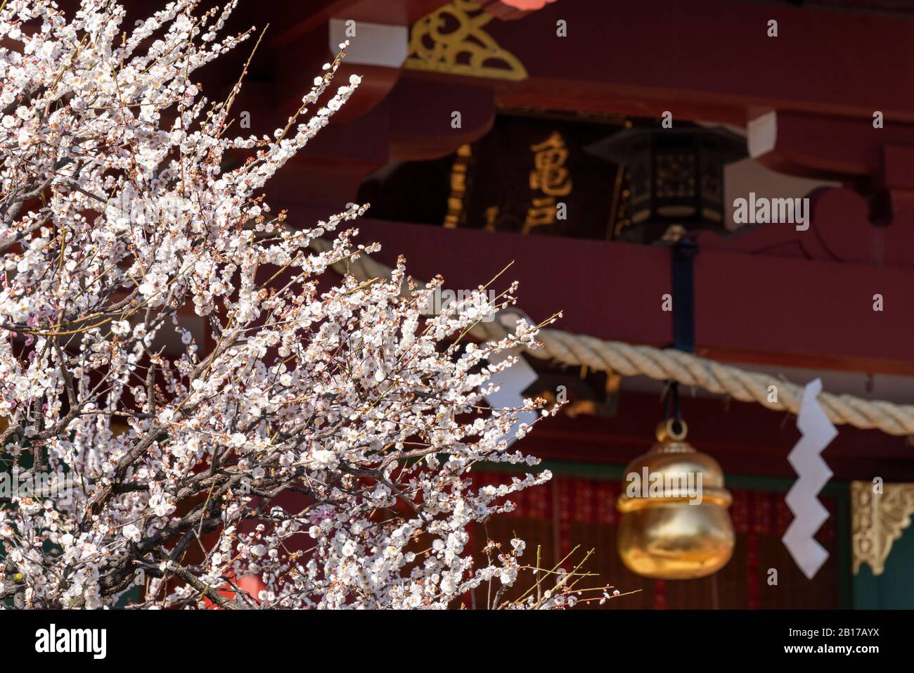 Kameido Tenjinsha Ume Festival, Koto-Ku, Tokyo, Japan Stock Photo - Alamy