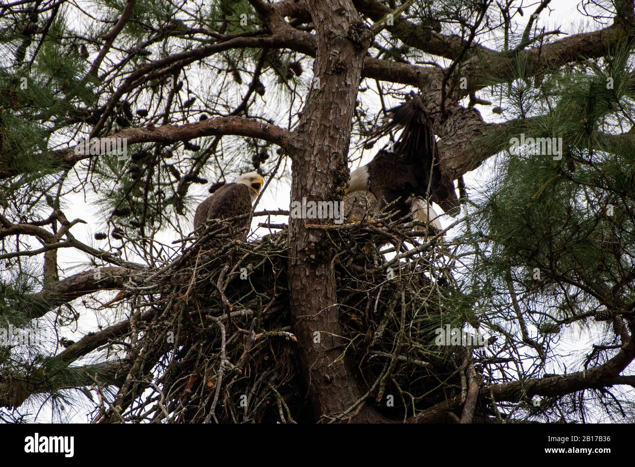 Eagles nest in tree hi-res stock photography and images - Alamy