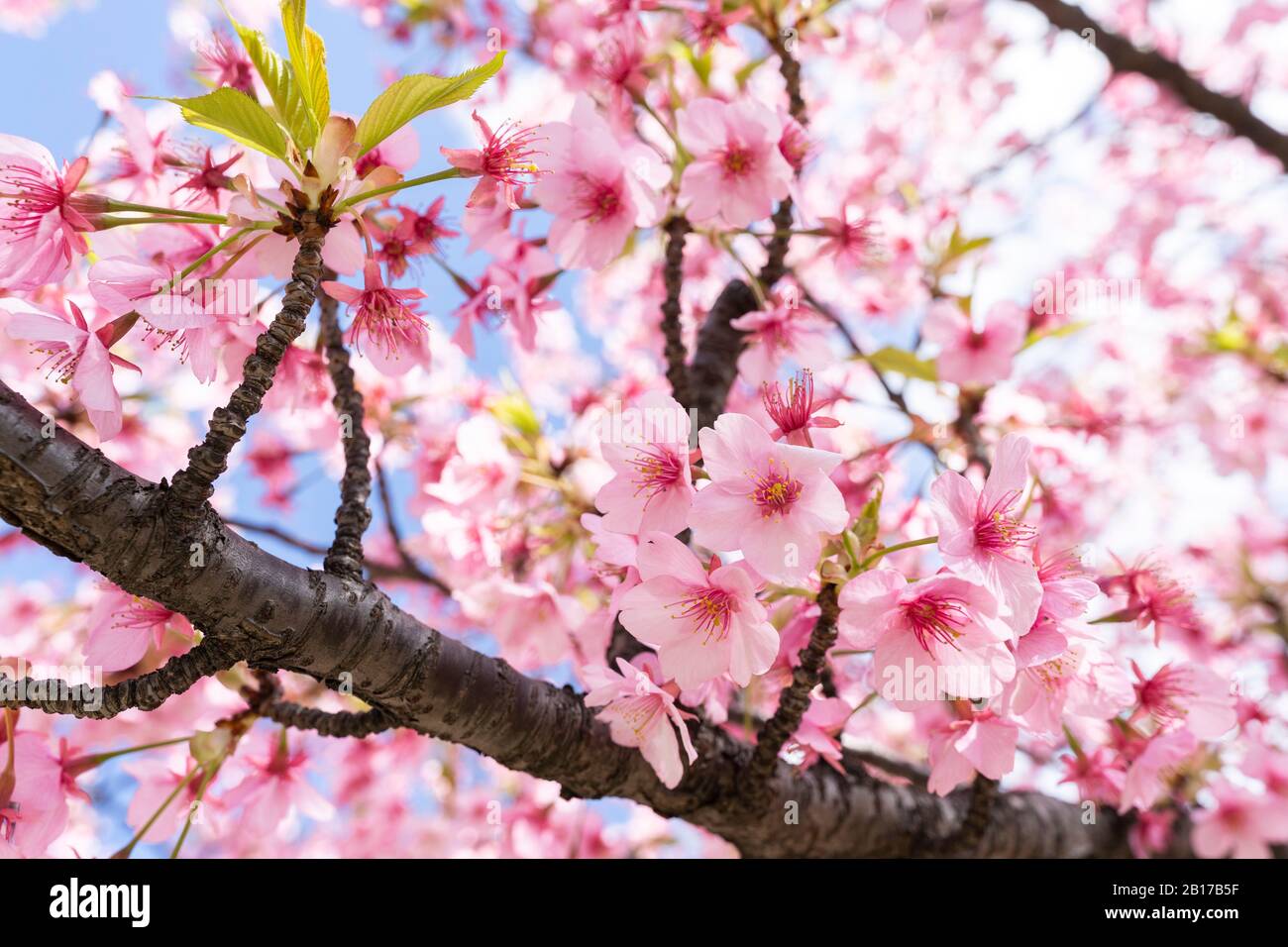 Kinshi Park, Sumida-Ku, Tokyo, Japan Stock Photo - Alamy