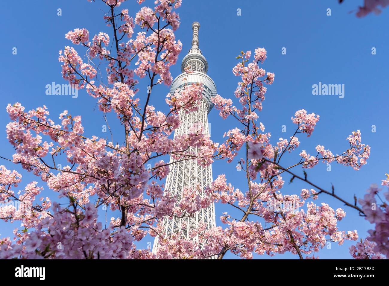 Tokyo Skytree and Kawazuzakura, Sumida-Ku, Tokyo, Japan Stock Photo - Alamy