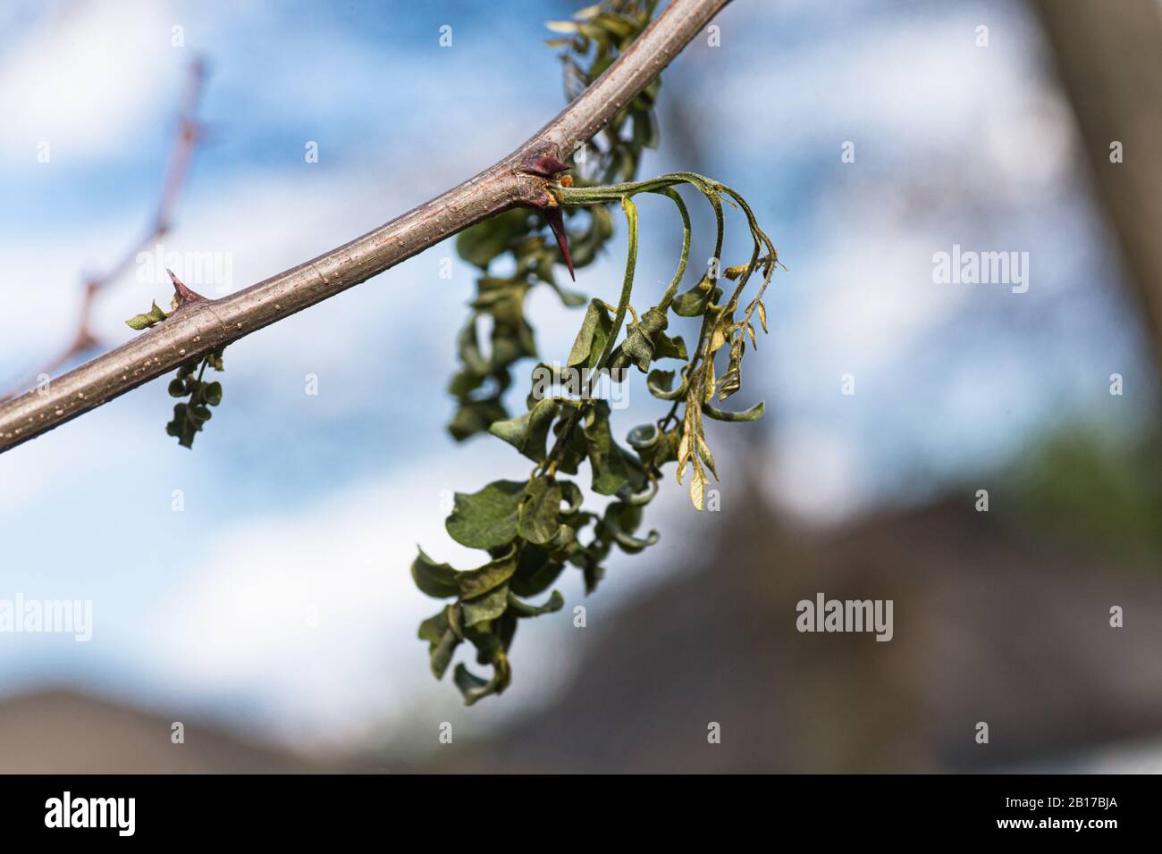 Dried inflorescences of acacia on branch after frost. Frozen flowers ...