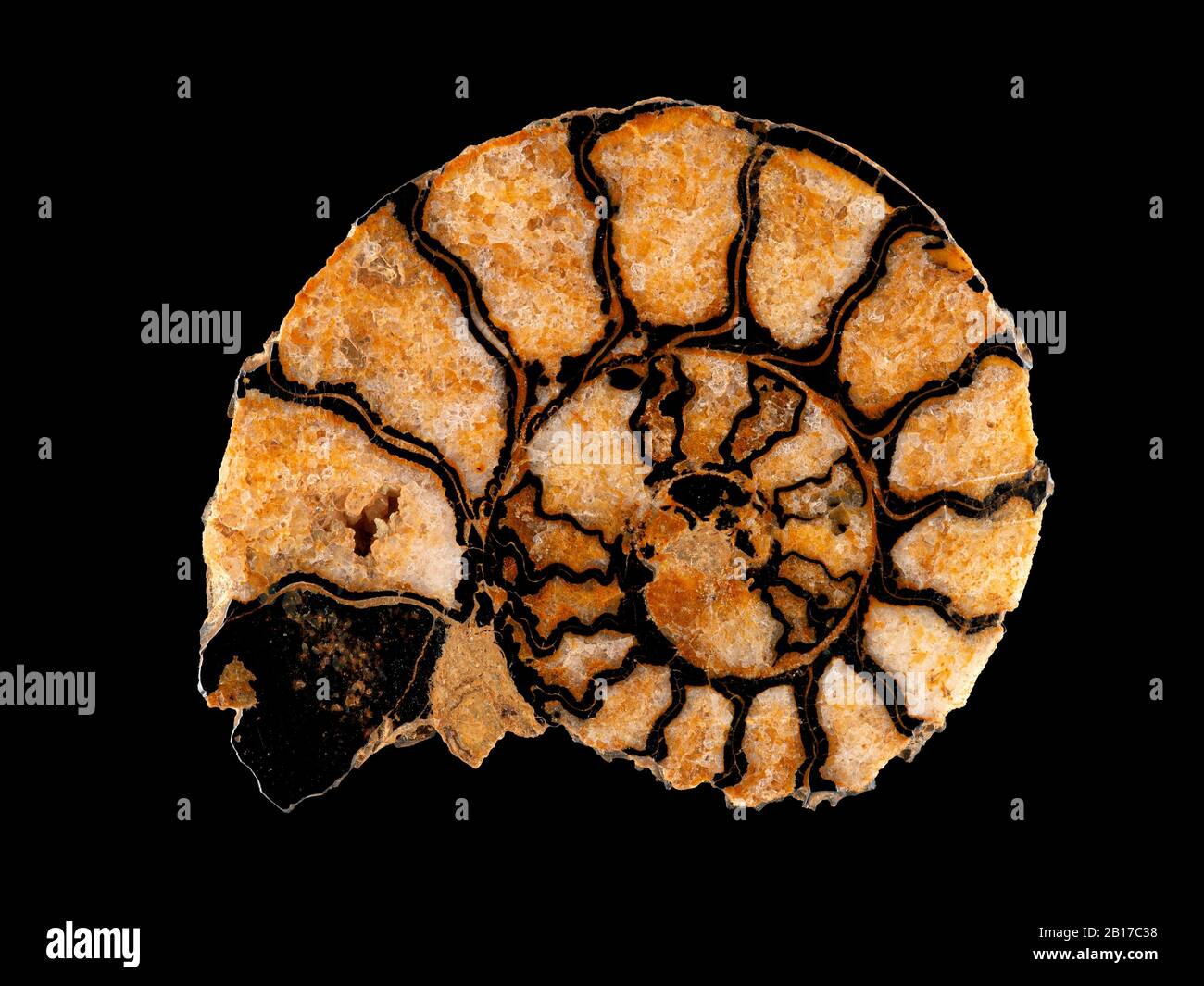 Polished cross-section of a fossil ammonite showing the internal ...