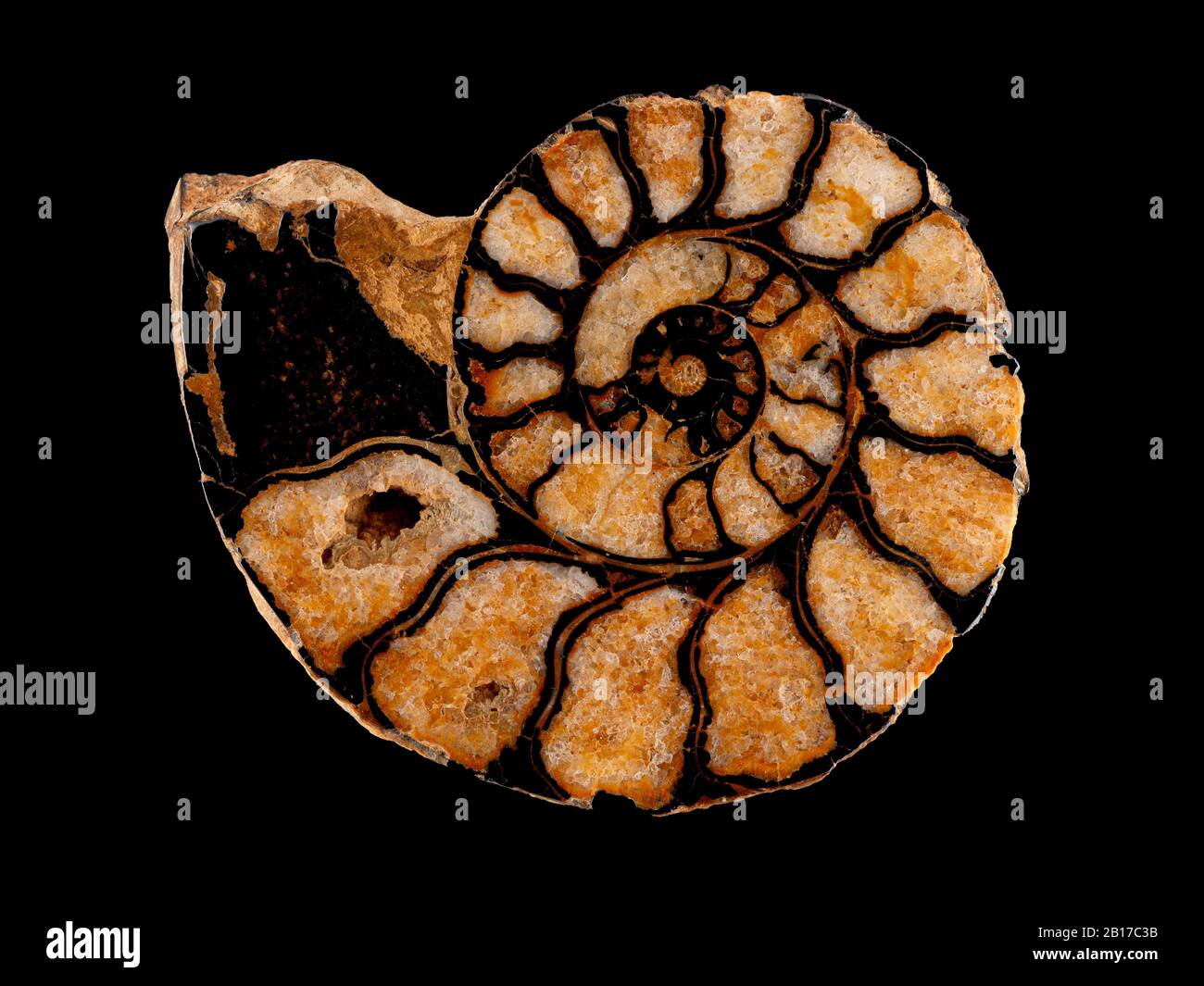 Polished cross-section of a fossil ammonite showing the spiral of ...