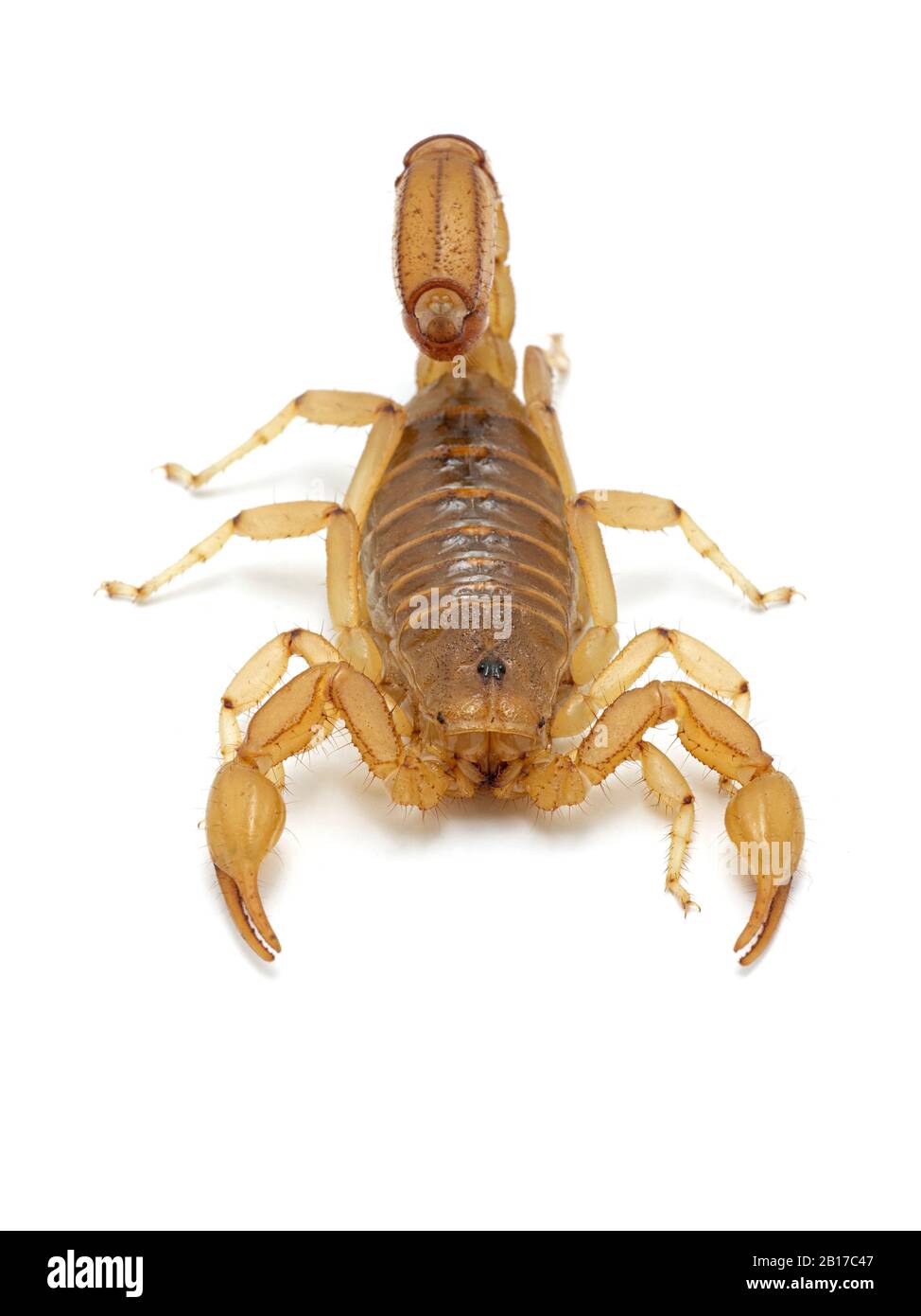 Adult female Arizona stripe-tailed scorpion, Paravaejovis spinigerus ...