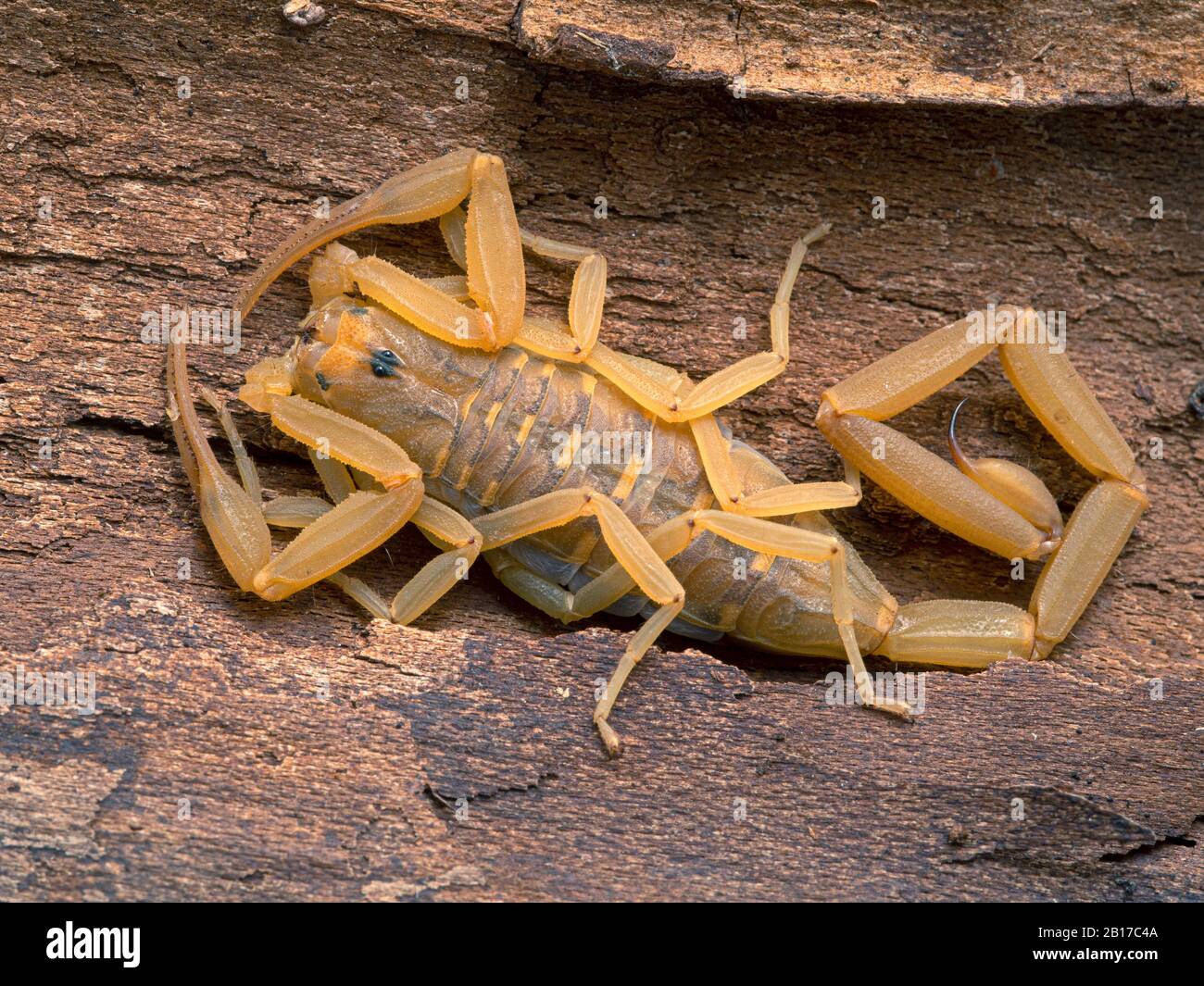 Adult male Arizona bark scorpion, Centruroides sculpturatus, on bark ...