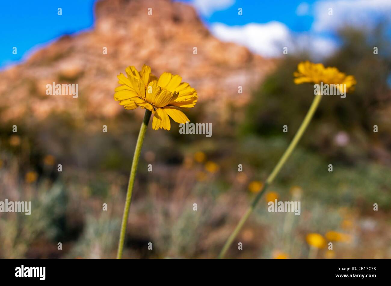 Vibrant Yellow Arizona Desert Wildflowers With Rock Formation in the ...