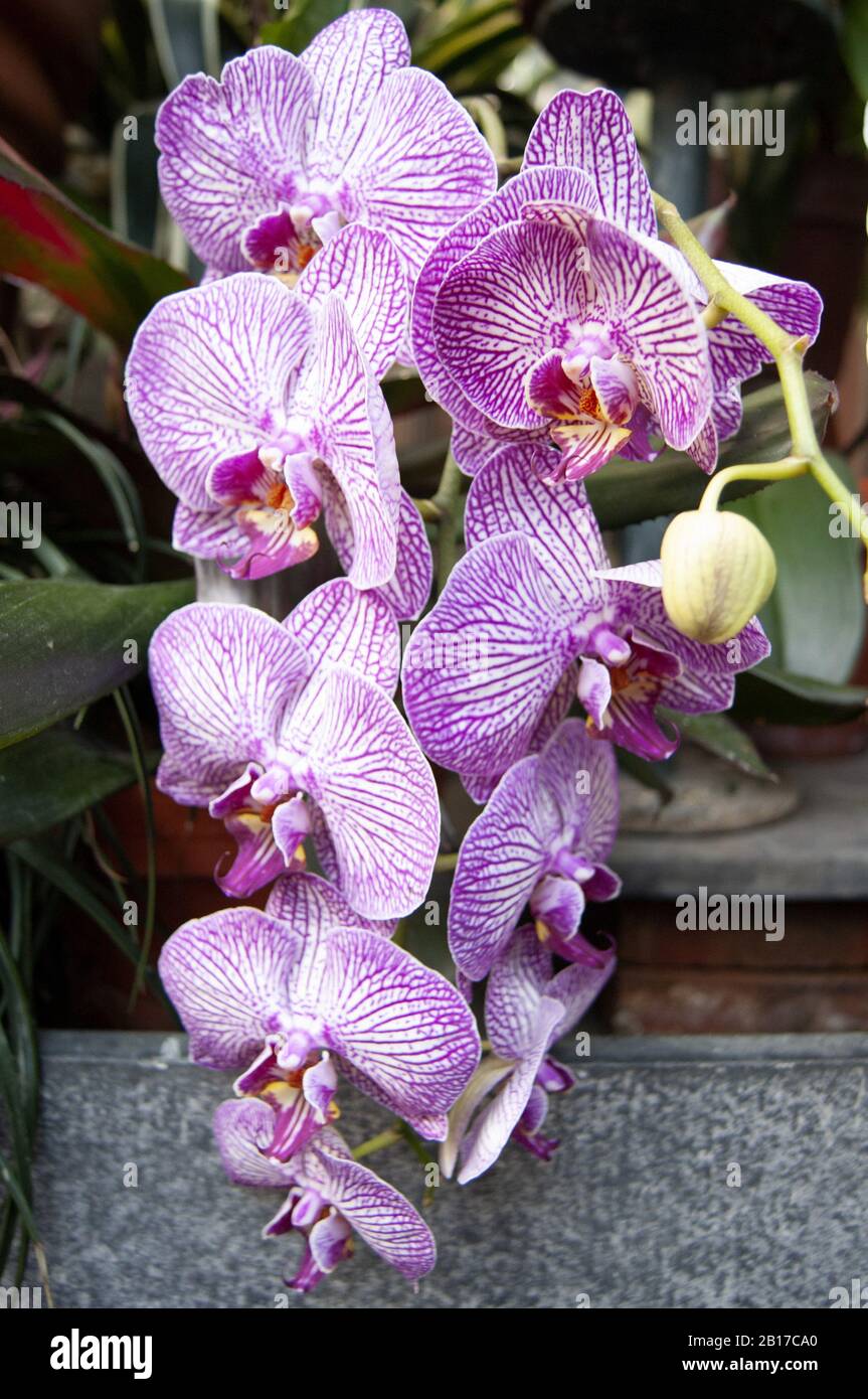 Phalaenopsis Moth Orchid Stock Photo - Alamy