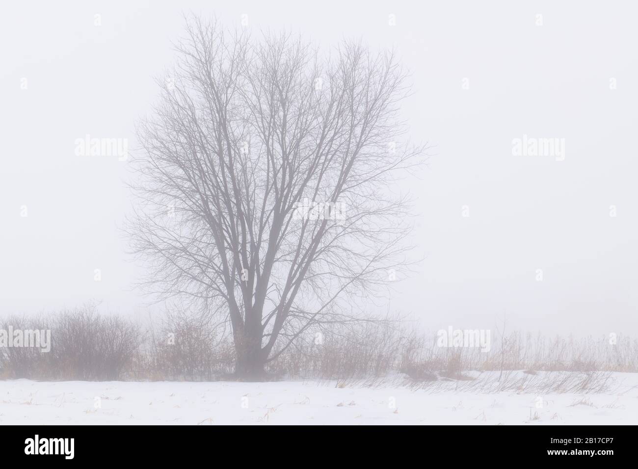 Silver Maple Acer Saccharinum Winter December Minnesota Usa By