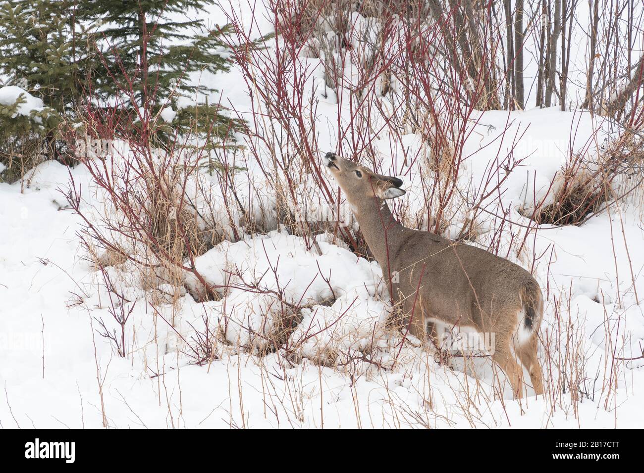 Deer browsing hi-res stock photography and images - Alamy