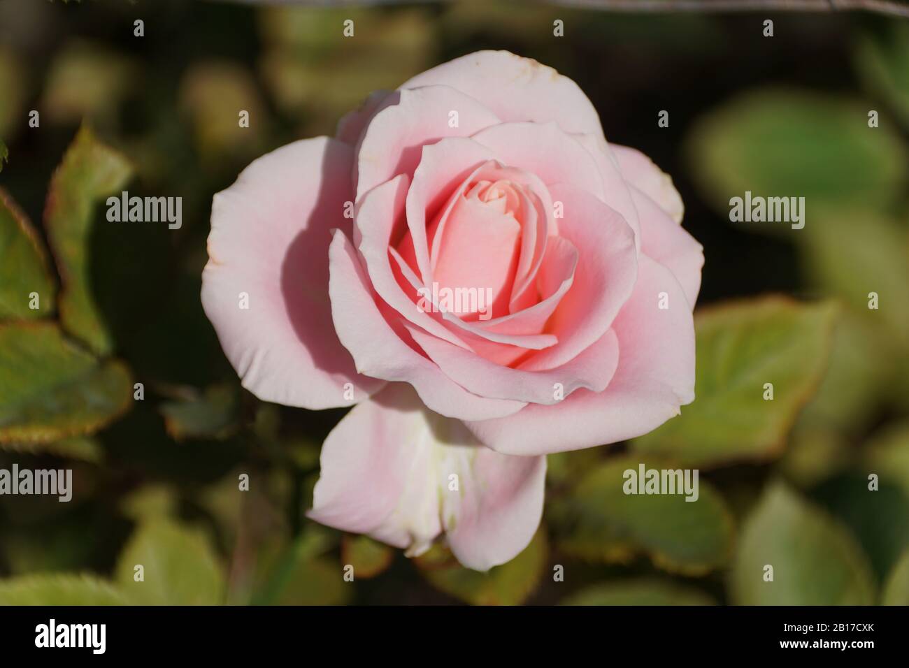 Close up of a beautiful half-bloom light pink rose Stock Photo - Alamy
