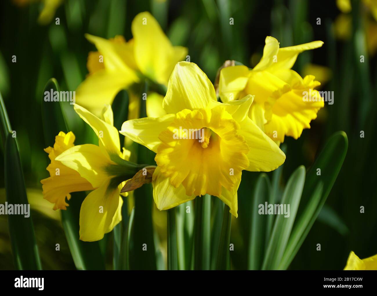 Yellow Trumpet Daffodil 'Early Sensation' flowers at full bloom Stock ...